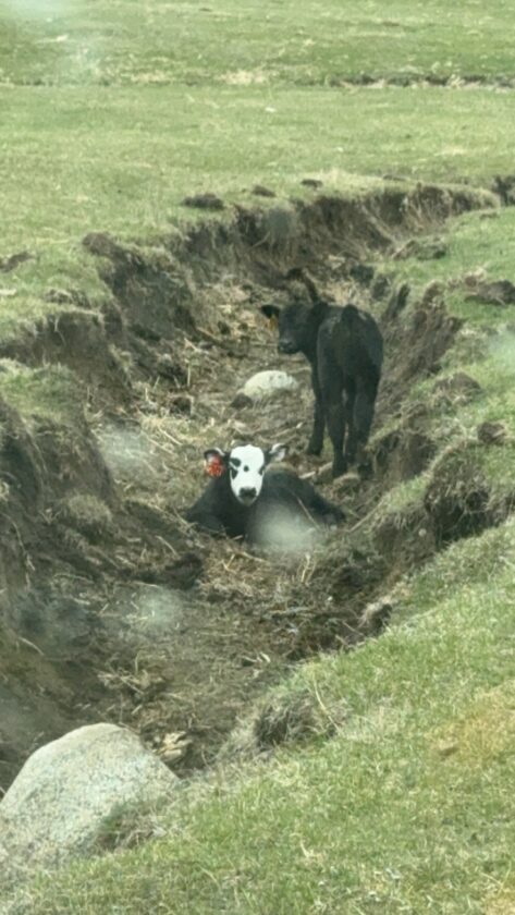 Century and a decade: Diamond T Ranch going strong 110 years later ...